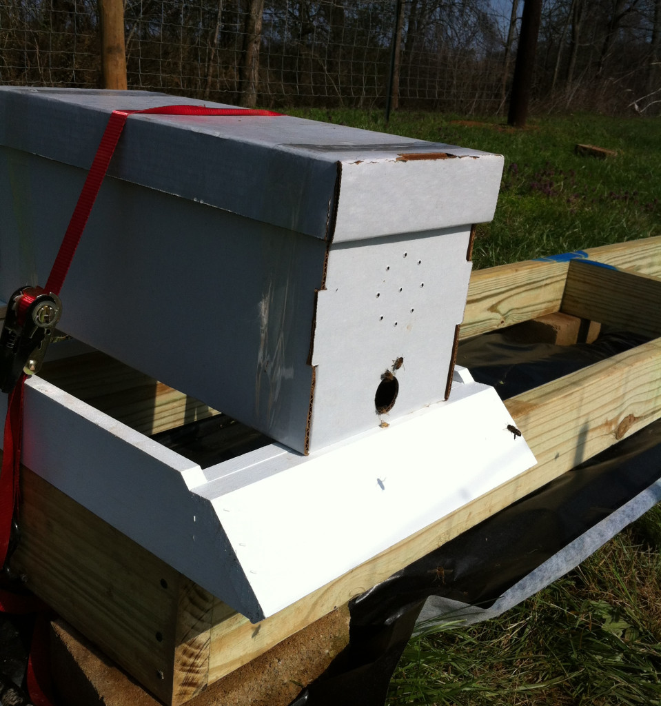 Beekeeping 101: Installing Bees - NewBee University