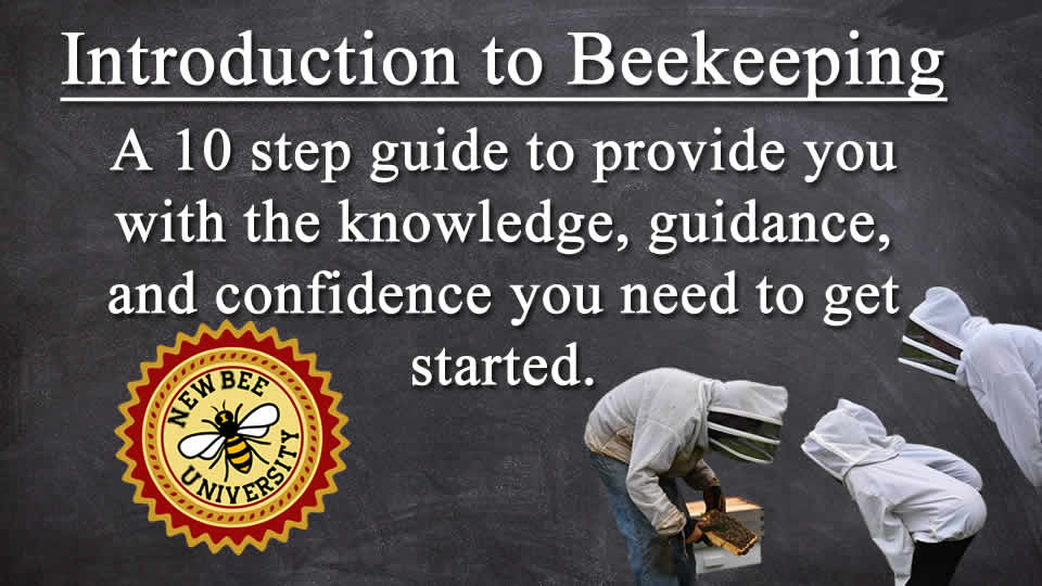 Beekeeping 101: How to Become a Beekeeper - NewBee University